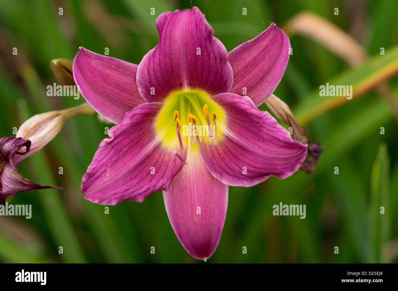 Hemerocallis "LIttle Lassie Stock Photo - Alamy