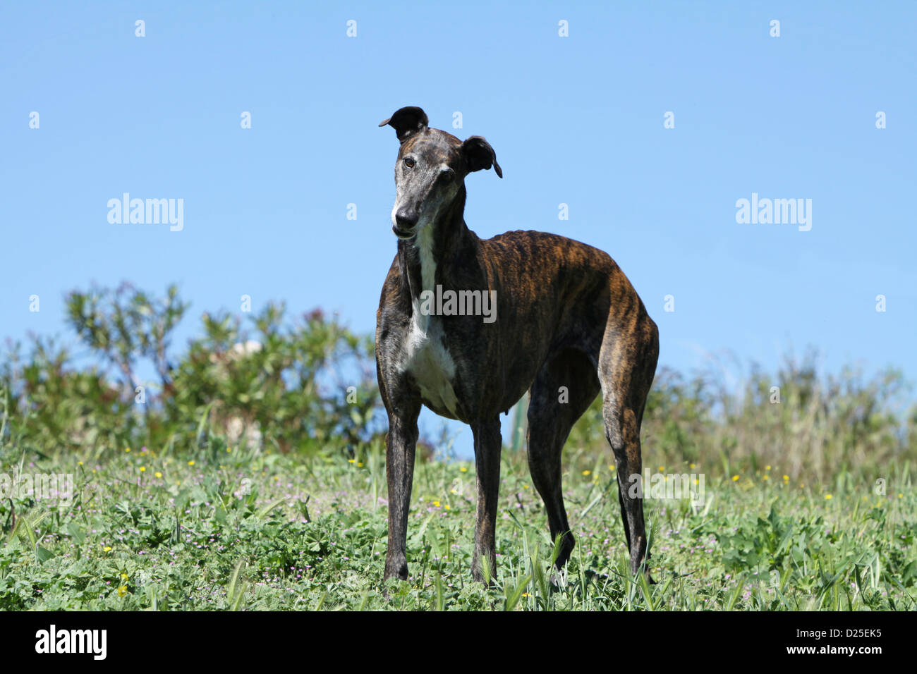 Dog English greyhound adult standing in a meadow Stock Photo - Alamy