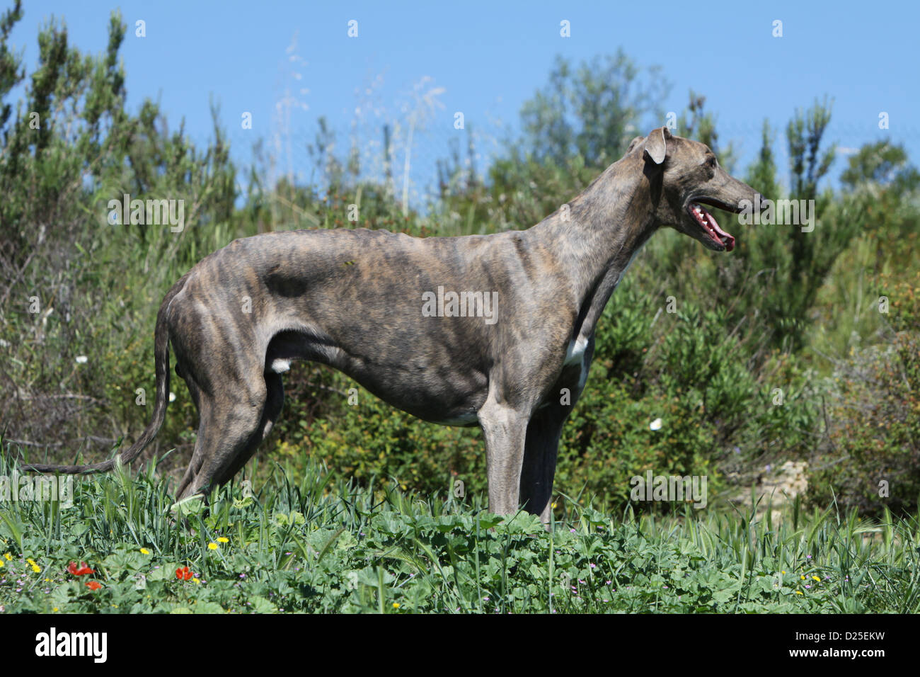 Dog English greyhound adult standard profile Stock Photo - Alamy