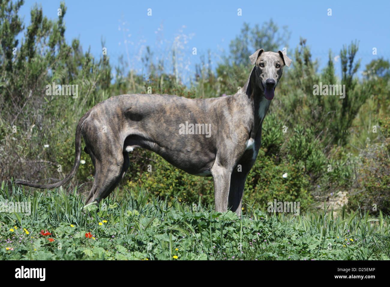Dog english greyhound adult standard hi-res stock photography and ...