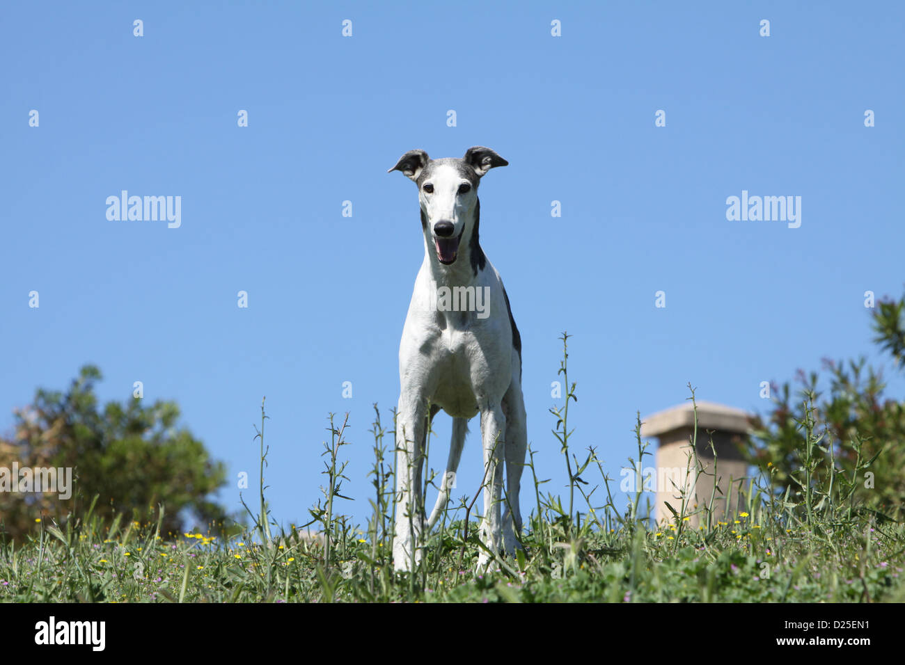 Dog English greyhound adult standing in a meadow Stock Photo - Alamy