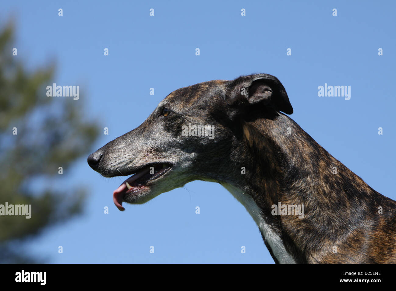 Portrait Dog Head Profile Greyhound High Resolution Stock Photography ...