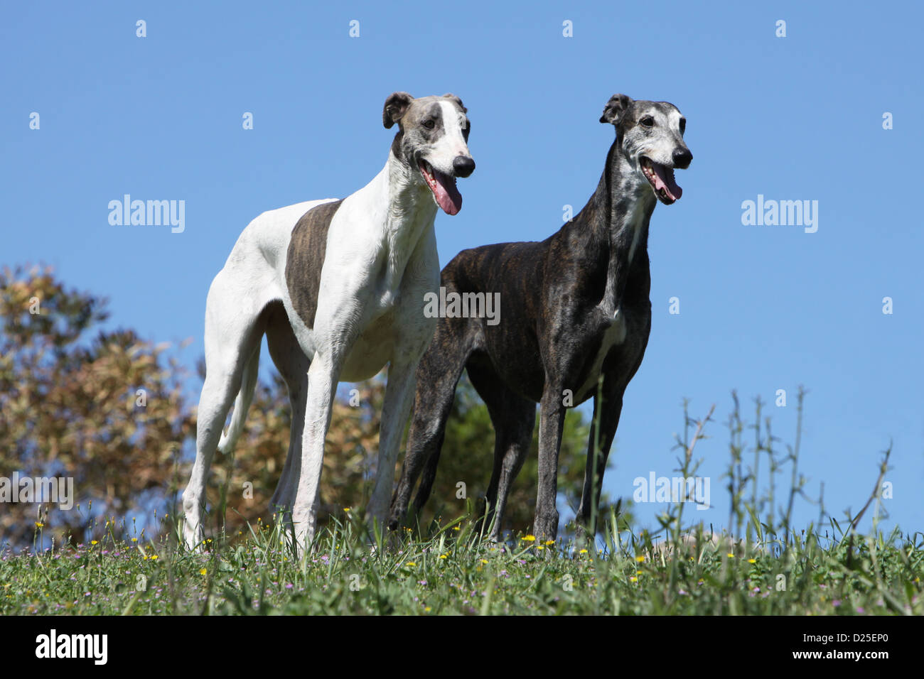 Dog English greyhound two adults standing in a meadow Stock Photo - Alamy
