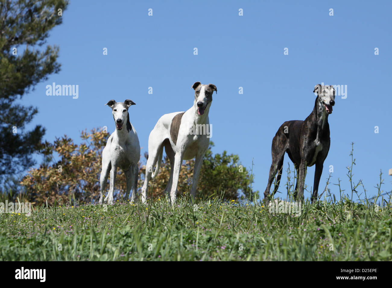 Dog English greyhound three adults standing in a meadow Stock Photo - Alamy