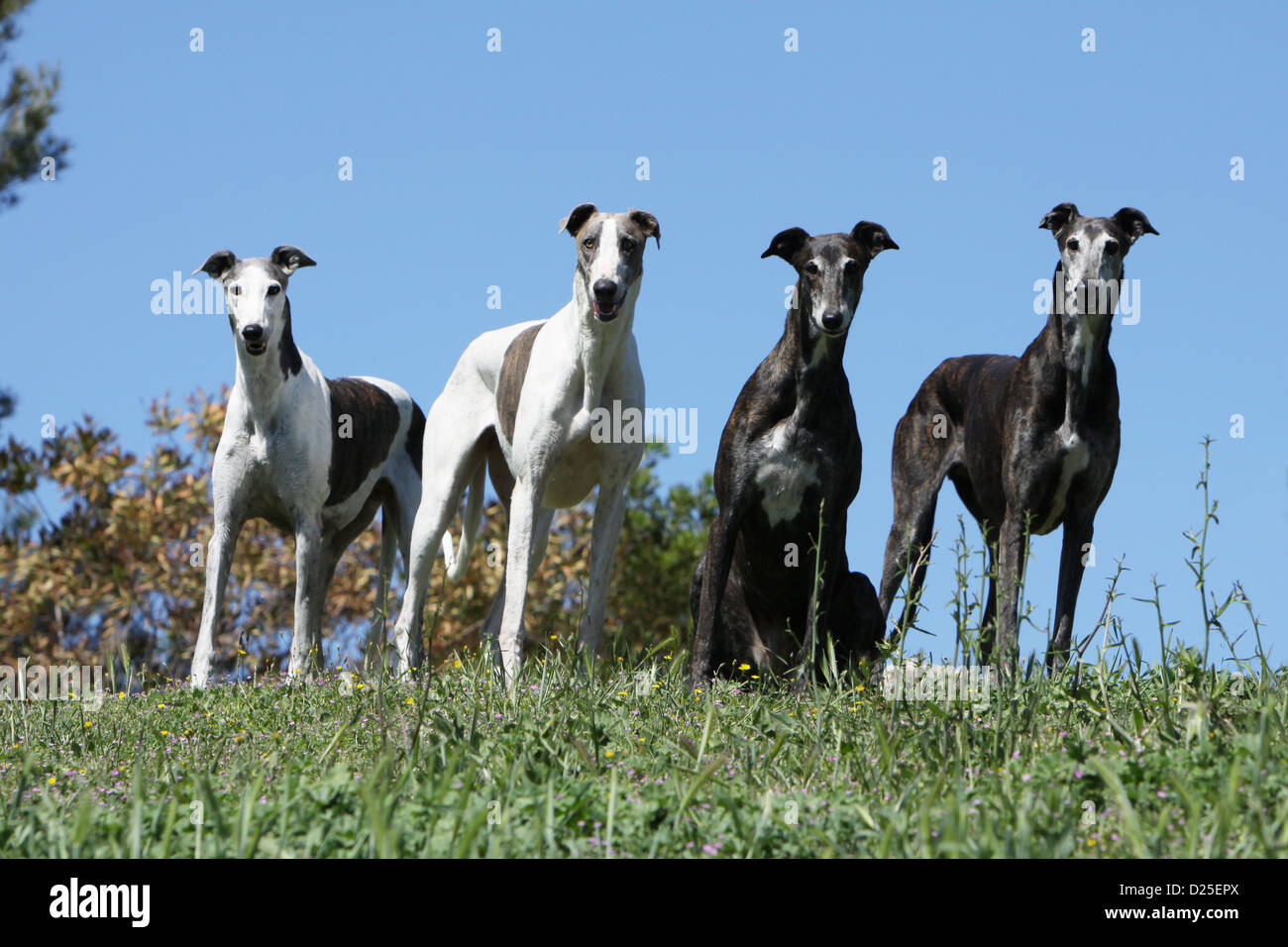 Dog English greyhound four adults standing in a meadow Stock Photo - Alamy