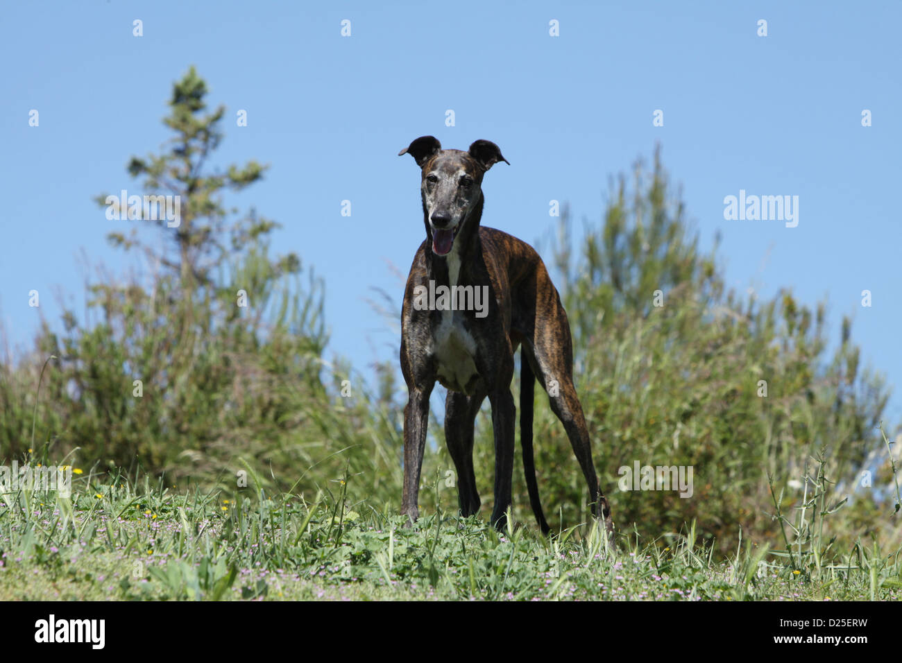 Dog English greyhound adult standing in a meadow Stock Photo - Alamy