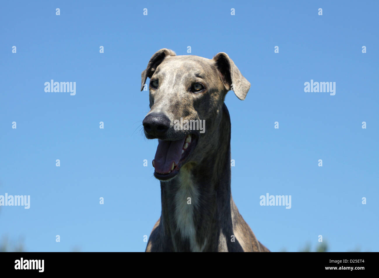 Dog English greyhound adult portrait face Stock Photo - Alamy