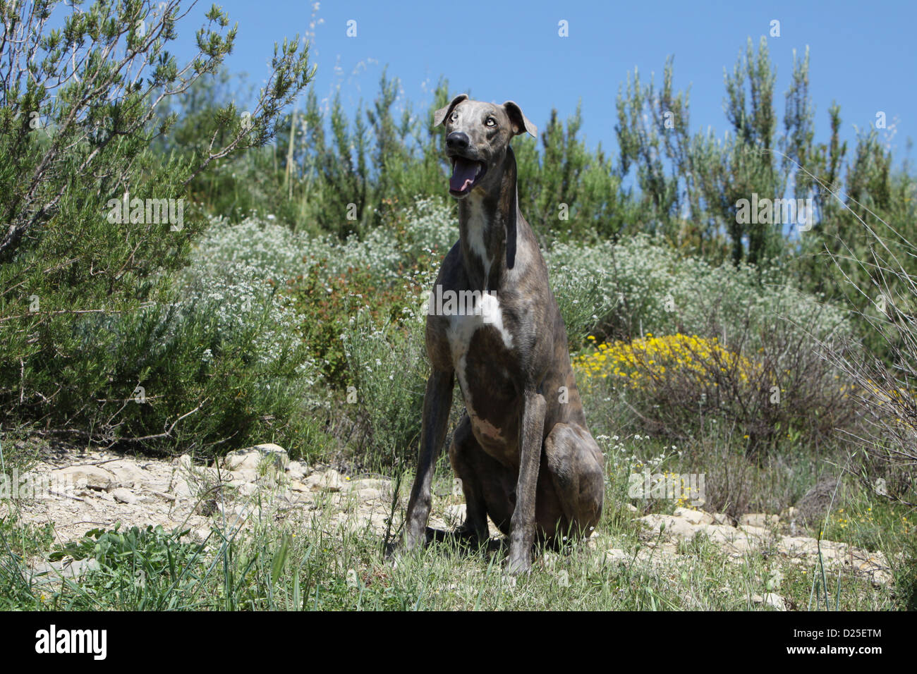 Dog English greyhound adult sitting in a meadow Stock Photo - Alamy