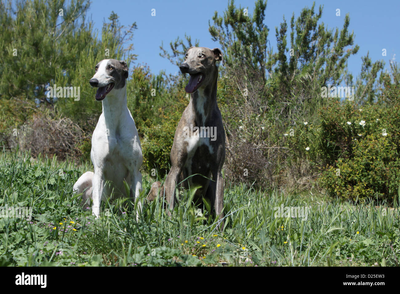 Greyhounds brindle color hi-res stock photography and images - Alamy
