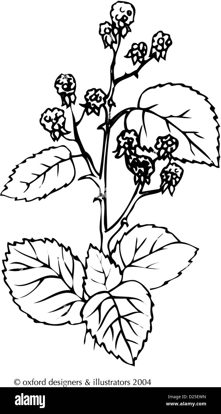 Bramble Black and White Stock Photos & Images - Alamy