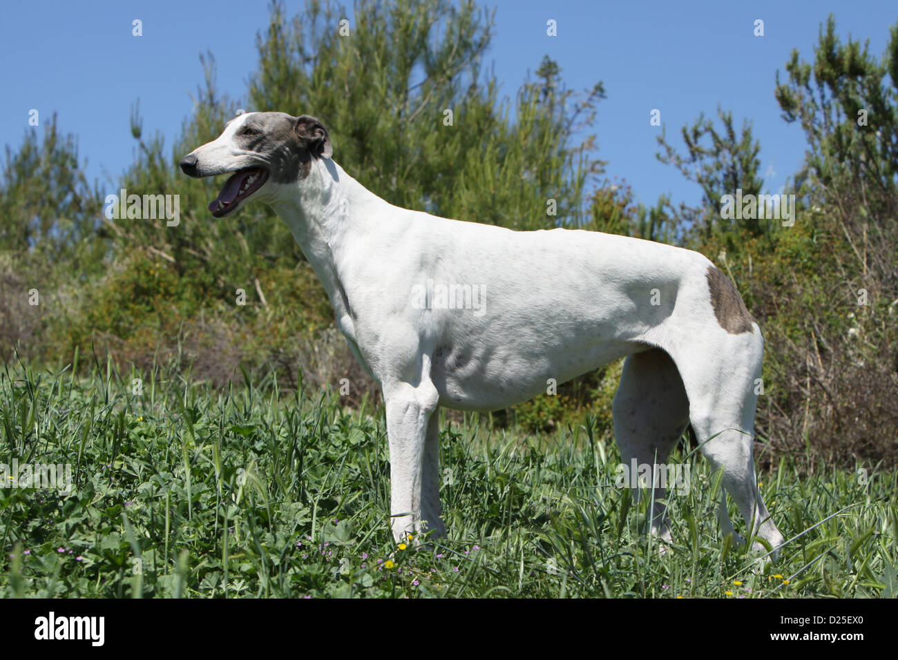 Dog English greyhound adult standard profile Stock Photo - Alamy