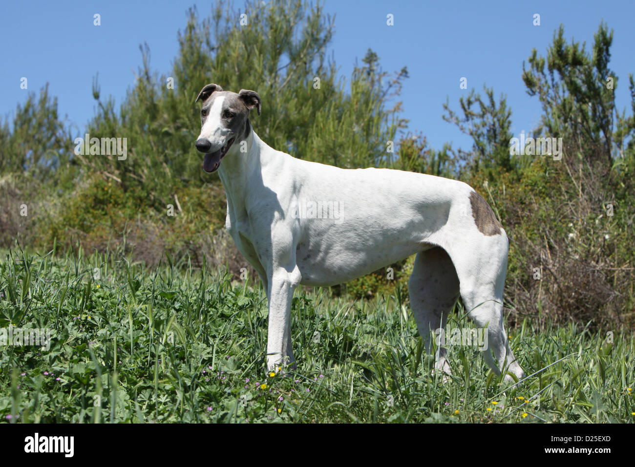 Dog English greyhound adult standard profile Stock Photo - Alamy