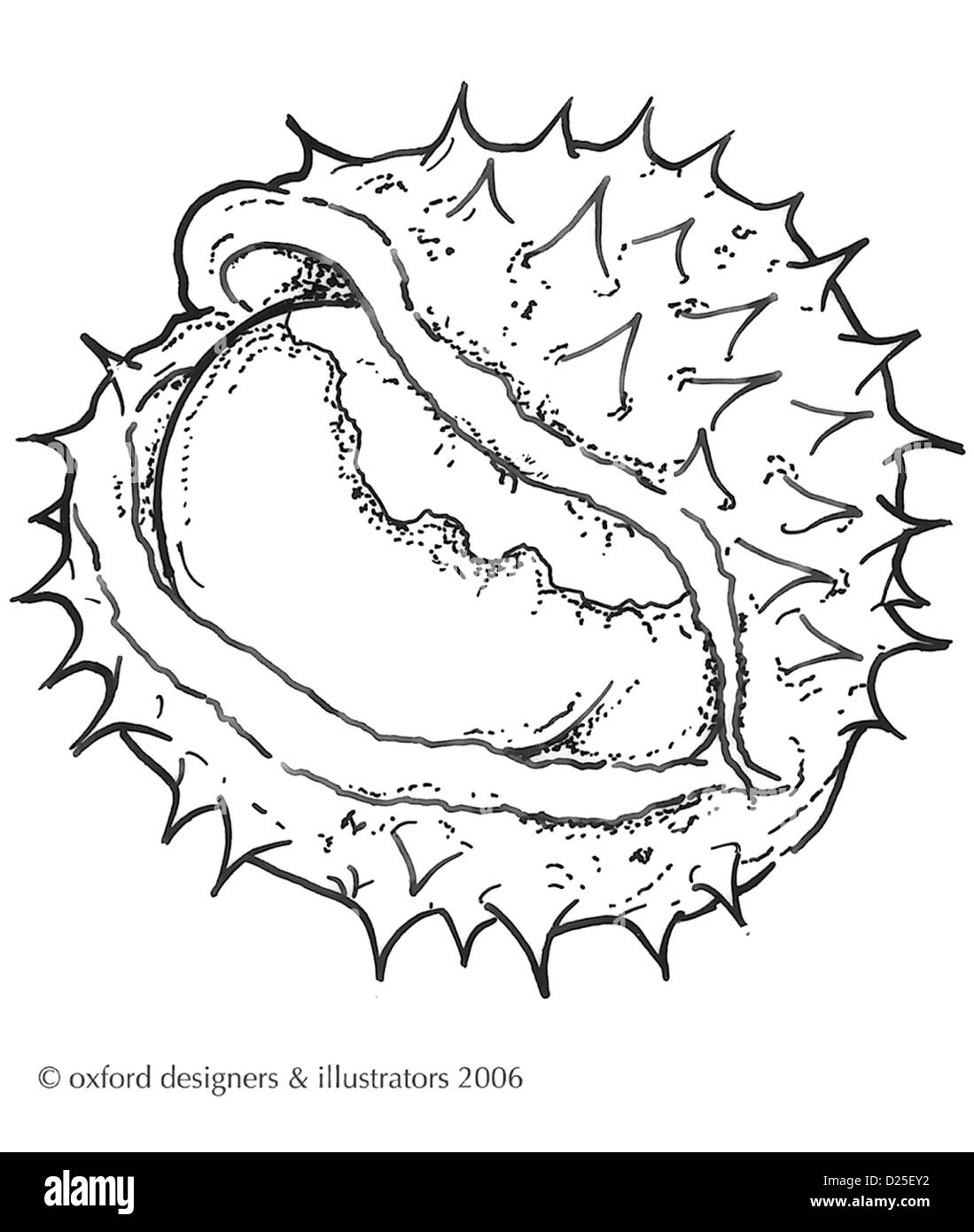 Conkers Black and White Stock Photos & Images - Alamy