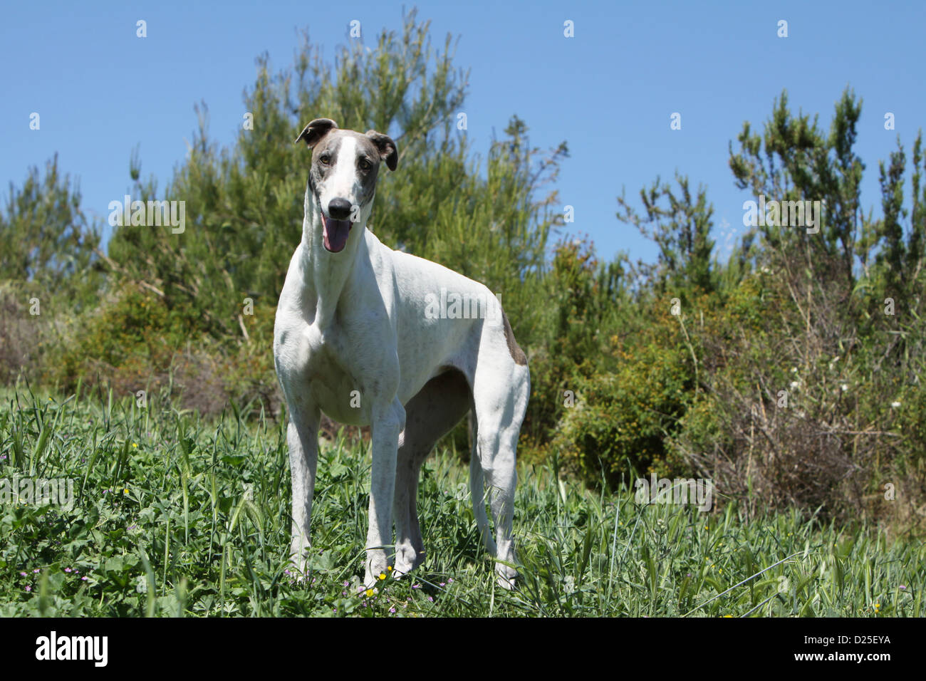 Dog English greyhound adult standing in a meadow Stock Photo - Alamy