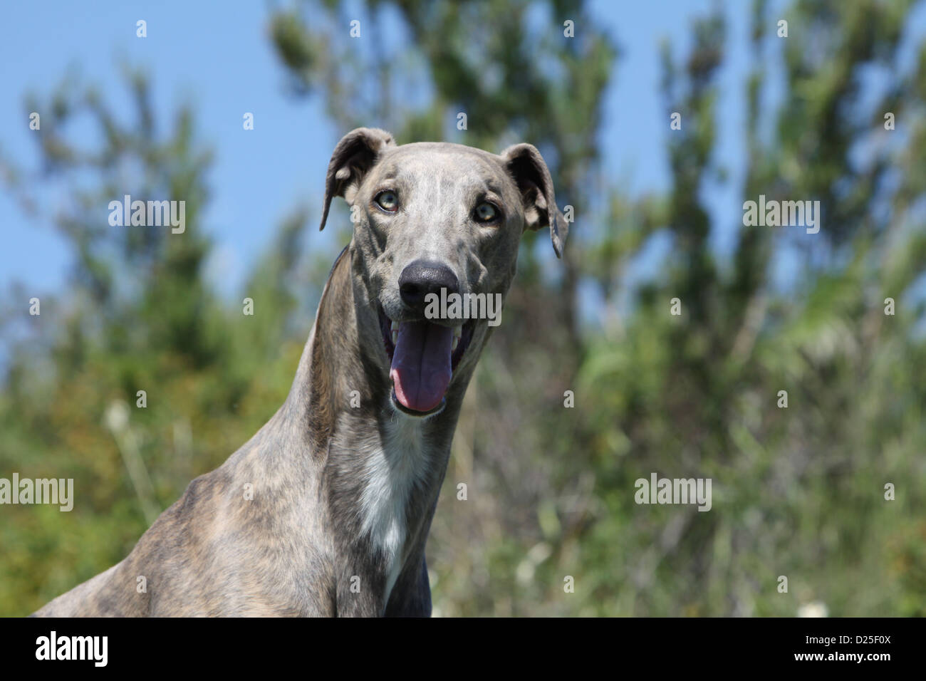 Dog English greyhound adult portrait face Stock Photo - Alamy