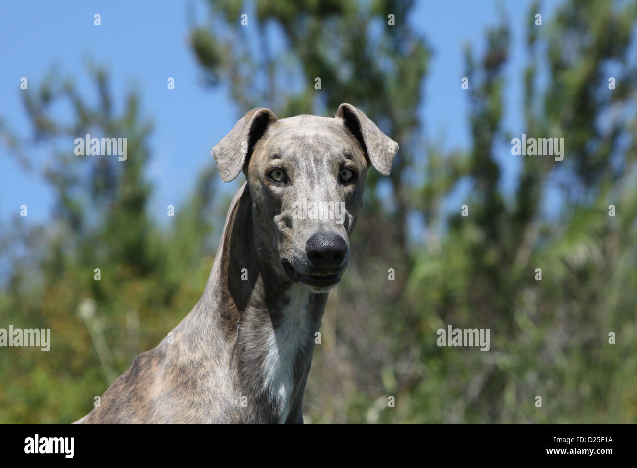 Dog English greyhound adult portrait face Stock Photo - Alamy
