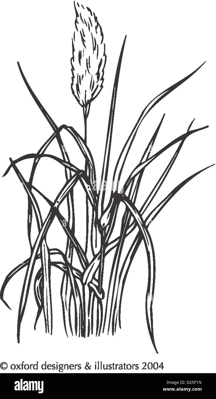 Graminoids hi-res stock photography and images - Alamy