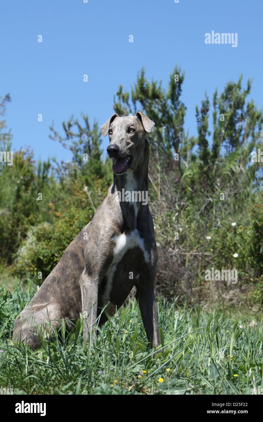 Dog English greyhound adult sitting in a meadow Stock Photo - Alamy