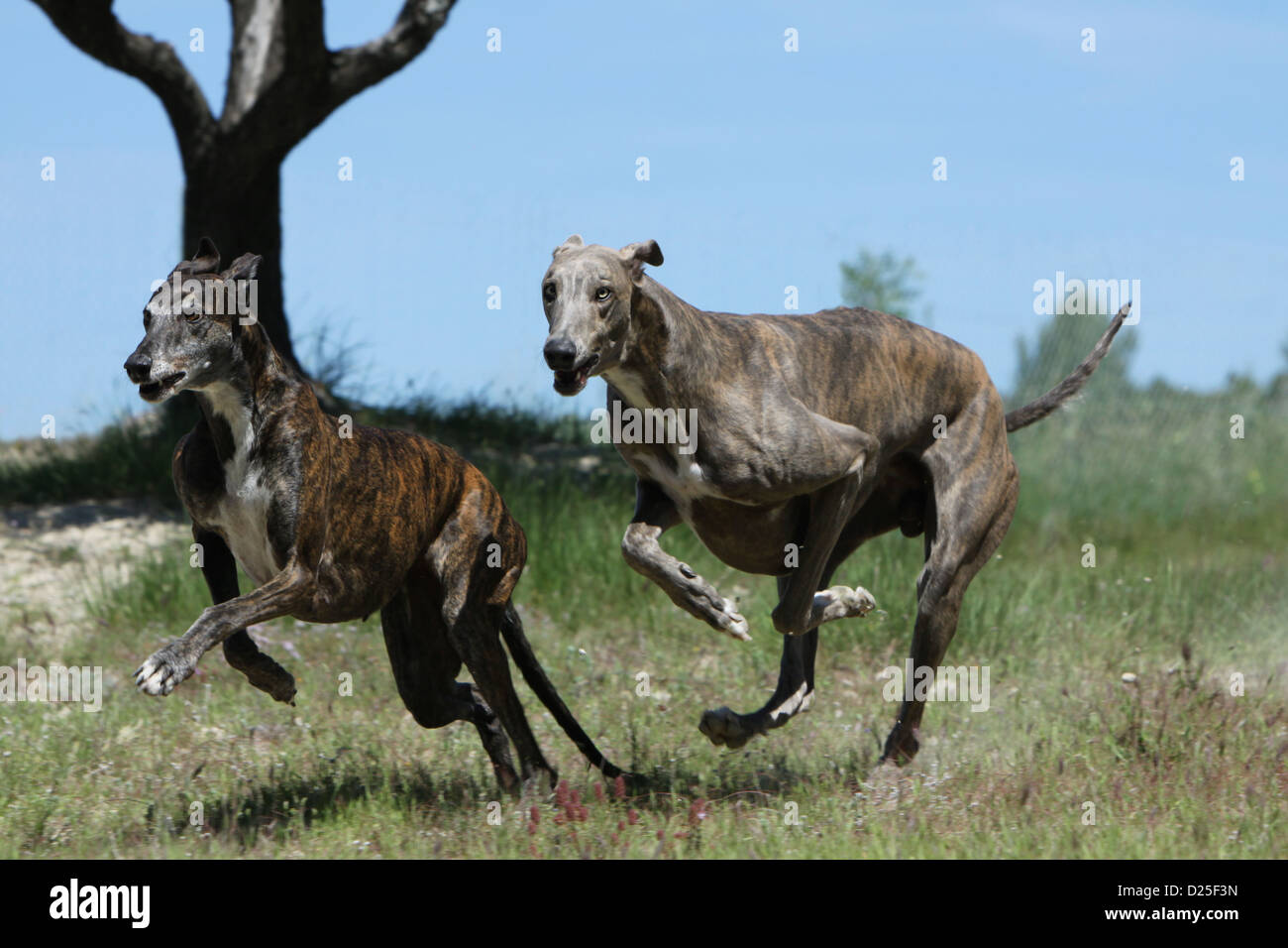 Dog English greyhound two adults running in a meadow Stock Photo - Alamy