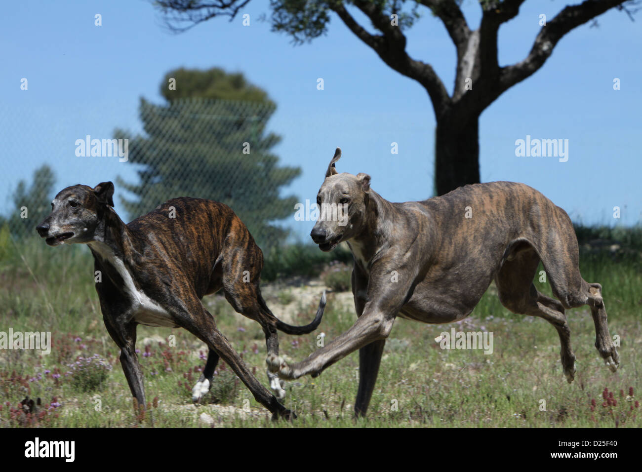 Dog English greyhound two adults running in a meadow Stock Photo - Alamy