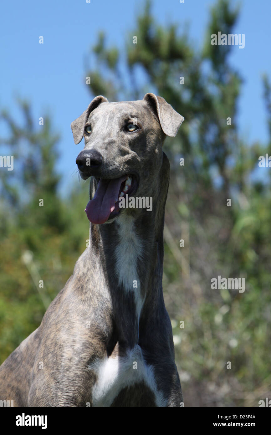 Dog English greyhound adult portrait profile Stock Photo - Alamy