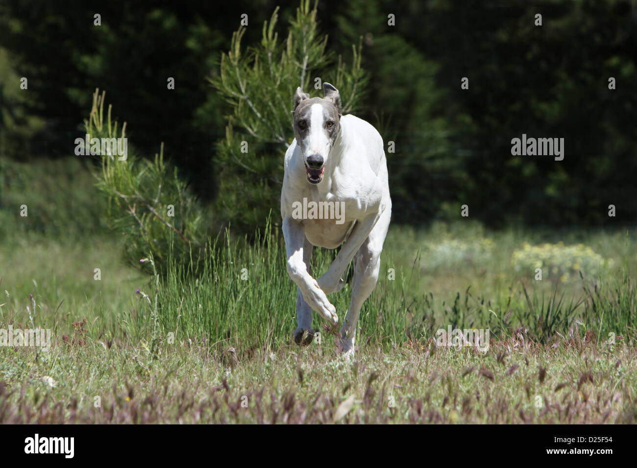Dog English greyhound adult running in a meadow Stock Photo - Alamy