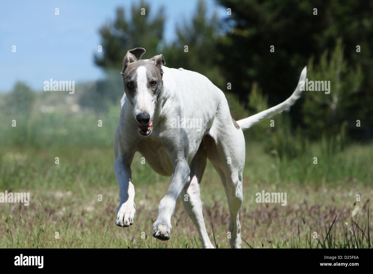 Dog English greyhound adult running in a meadow Stock Photo - Alamy