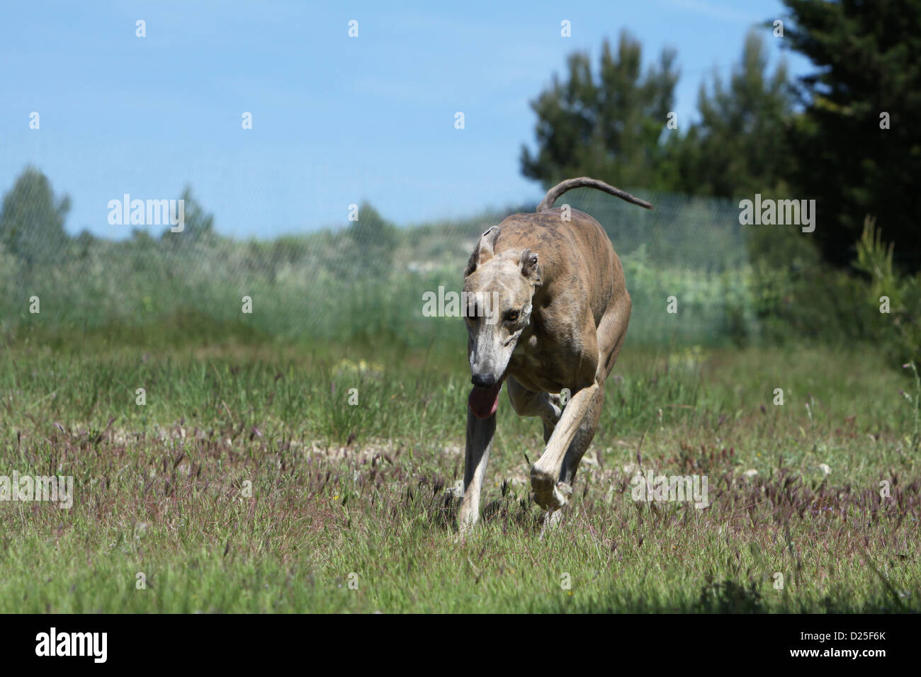 Dog English greyhound adult running in a meadow Stock Photo - Alamy