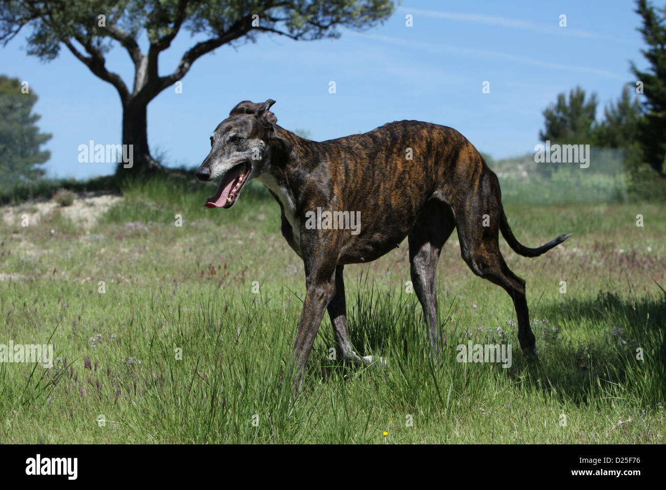English greyhound dog hi-res stock photography and images - Alamy