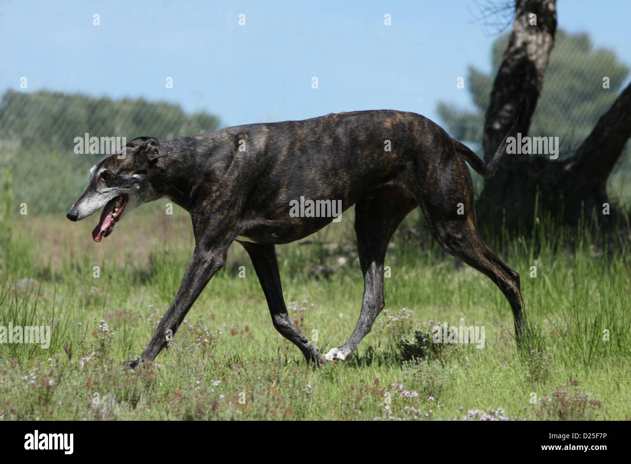 Dog English greyhound adult running in a meadow Stock Photo - Alamy
