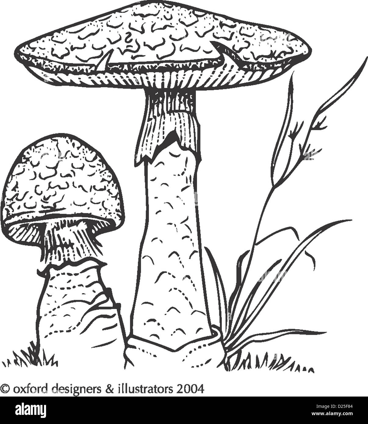 Toadstool Black and White Stock Photos & Images - Alamy