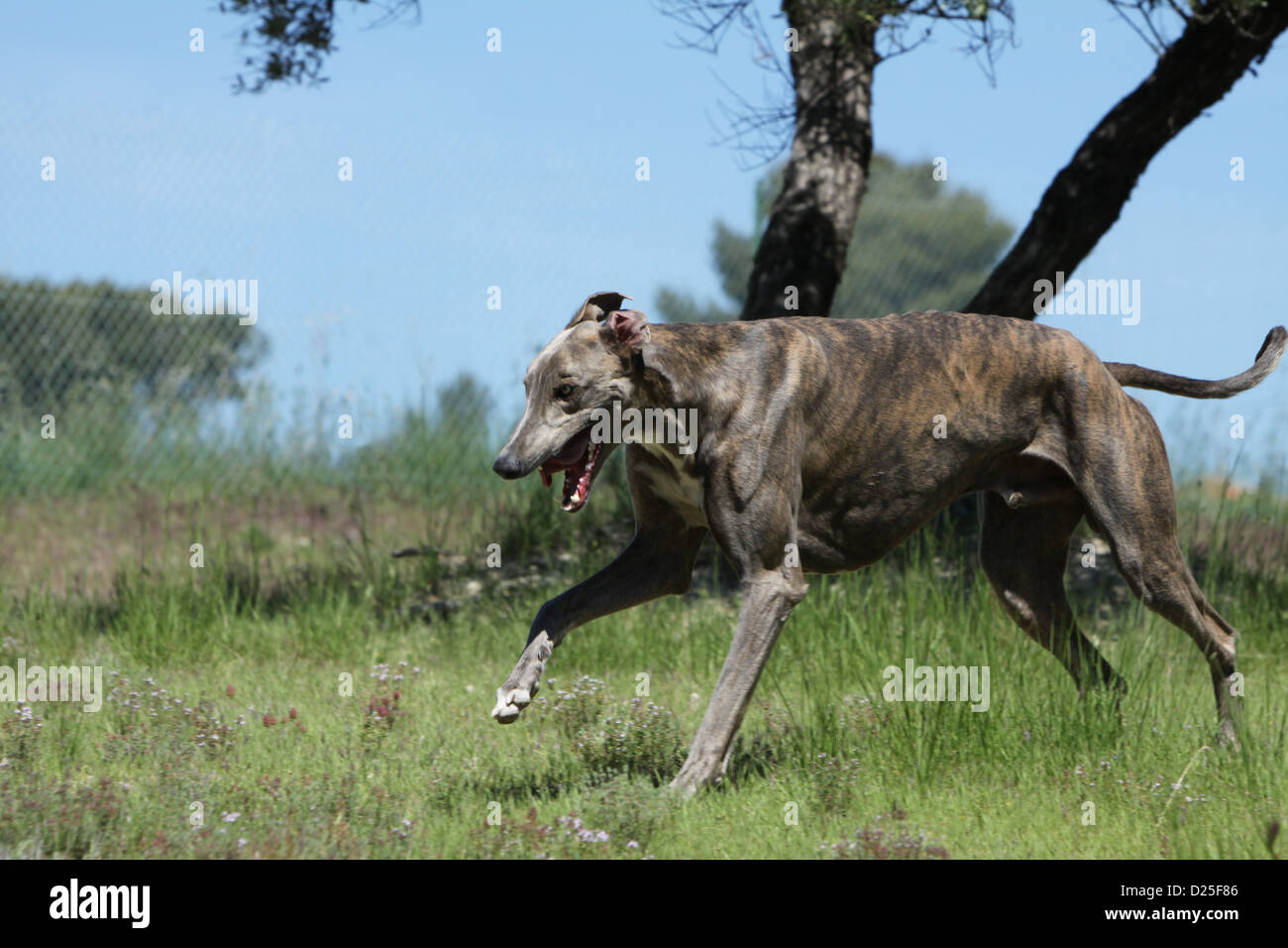 Dog English greyhound adult running in a meadow Stock Photo - Alamy