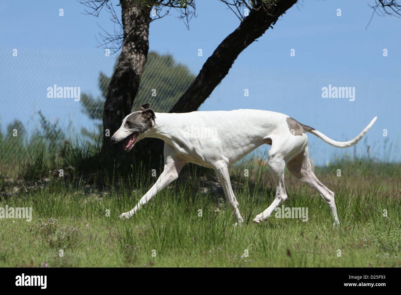 Dog English greyhound adult running in a meadow Stock Photo - Alamy