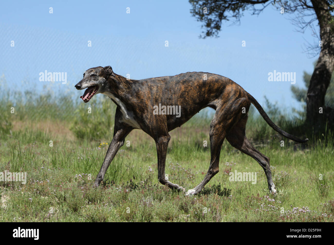 Dog English greyhound adult running in a meadow Stock Photo - Alamy