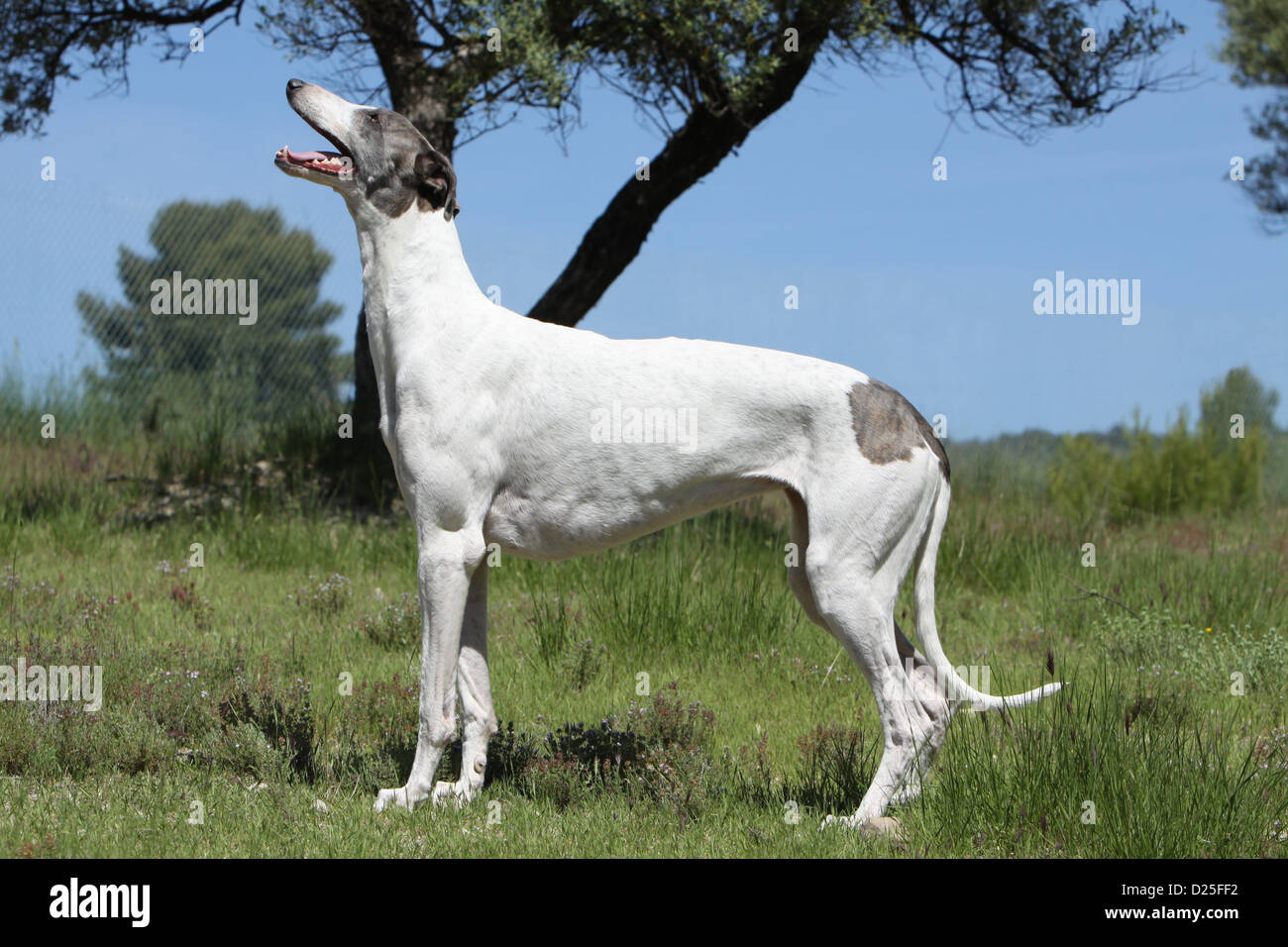 Dog English greyhound adult standard profile Stock Photo - Alamy