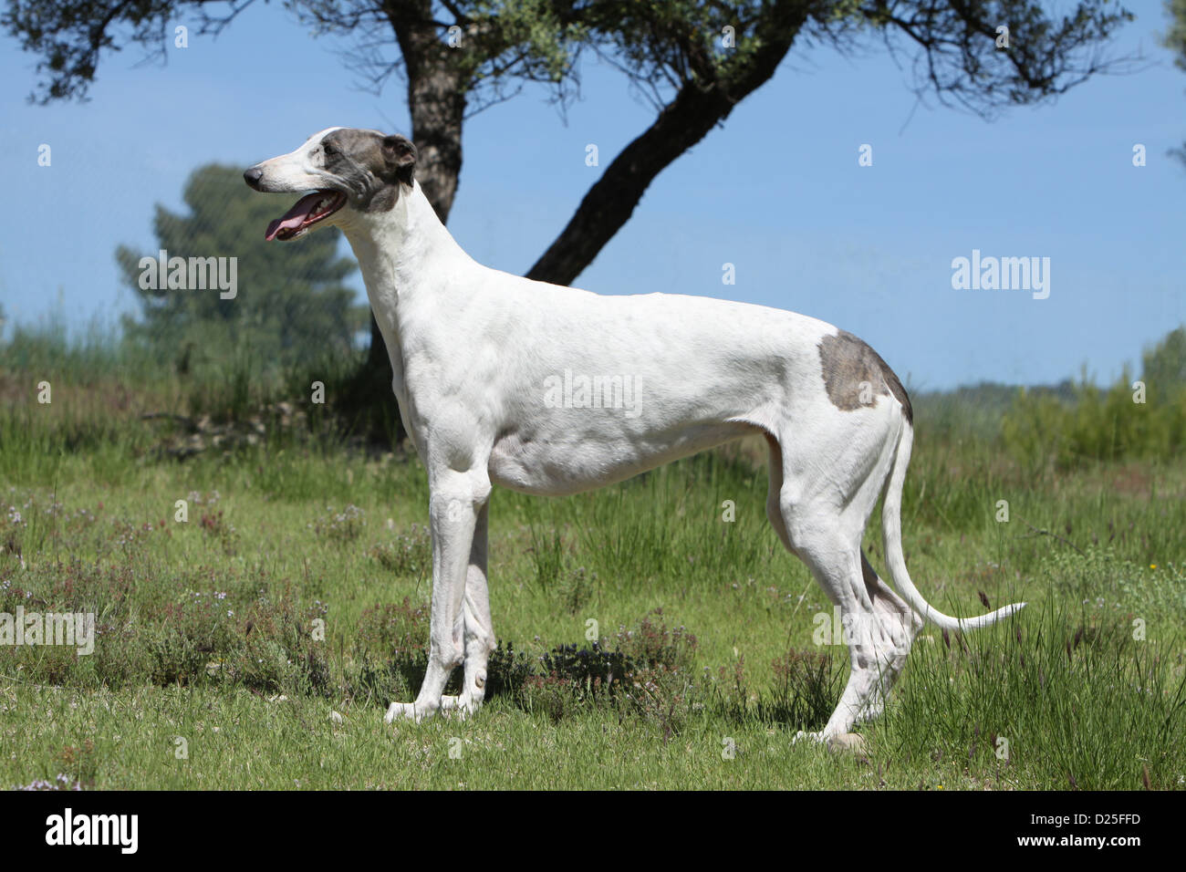 Dog English greyhound adult standard profile Stock Photo - Alamy