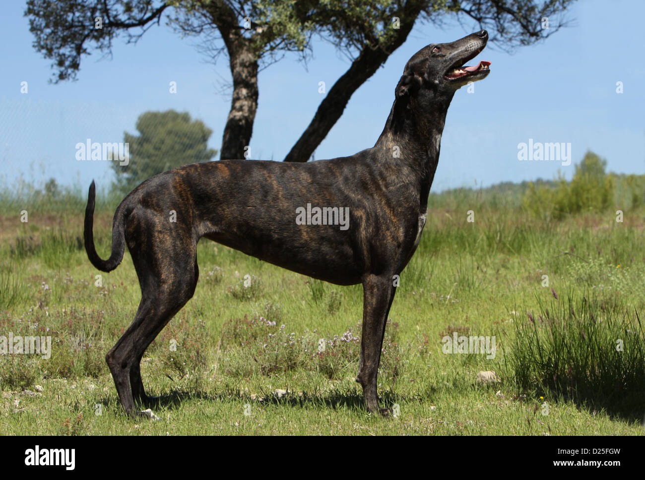 Dog English greyhound adult standard profile Stock Photo - Alamy