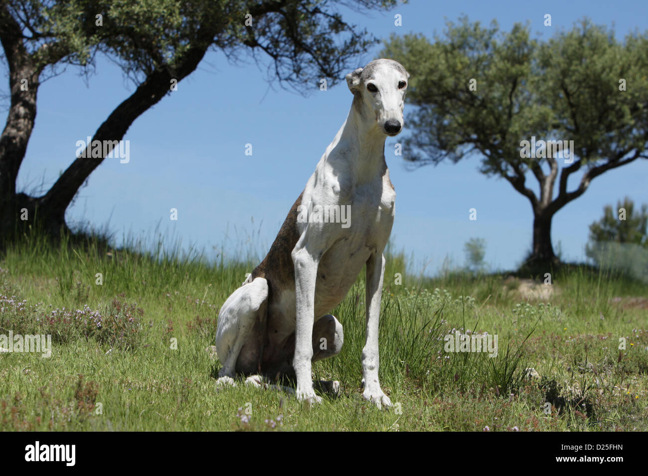 Dog English greyhound adult sitting in a meadow Stock Photo - Alamy