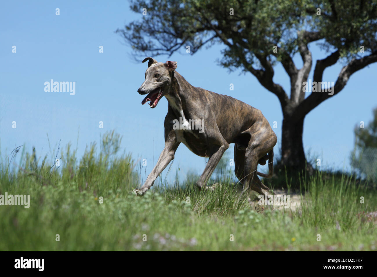 Dog English greyhound adult running in a meadow Stock Photo - Alamy