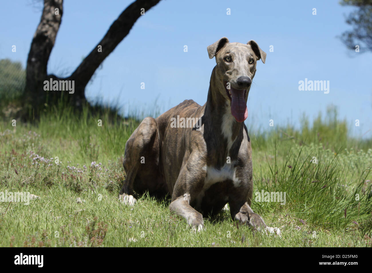 Dog English greyhound adult lying in a meadow Stock Photo - Alamy