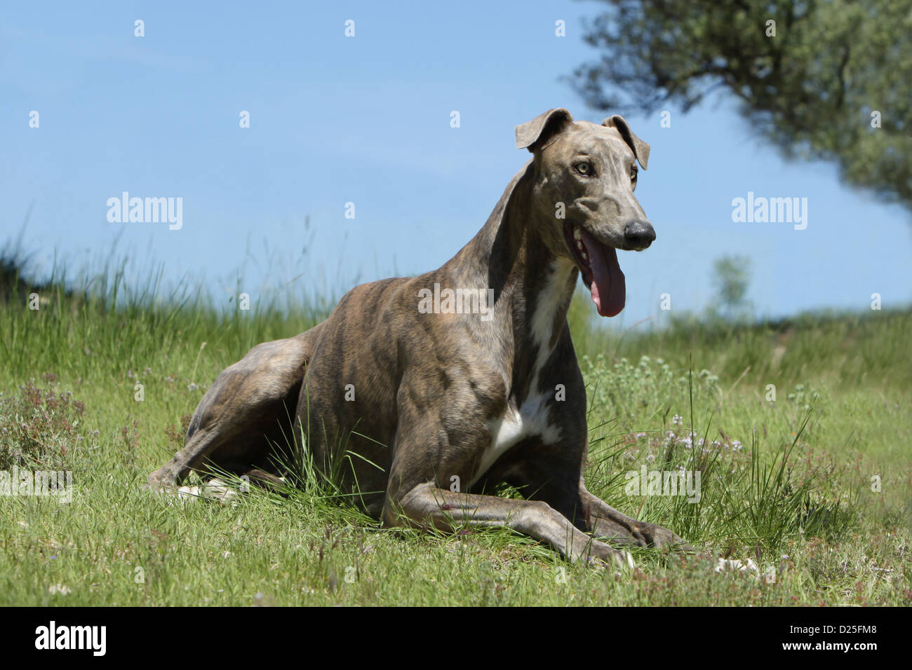 Dog English greyhound adult lying in a meadow Stock Photo - Alamy