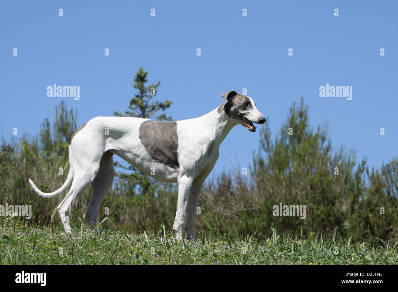 Dog English greyhound adult standard profile Stock Photo - Alamy