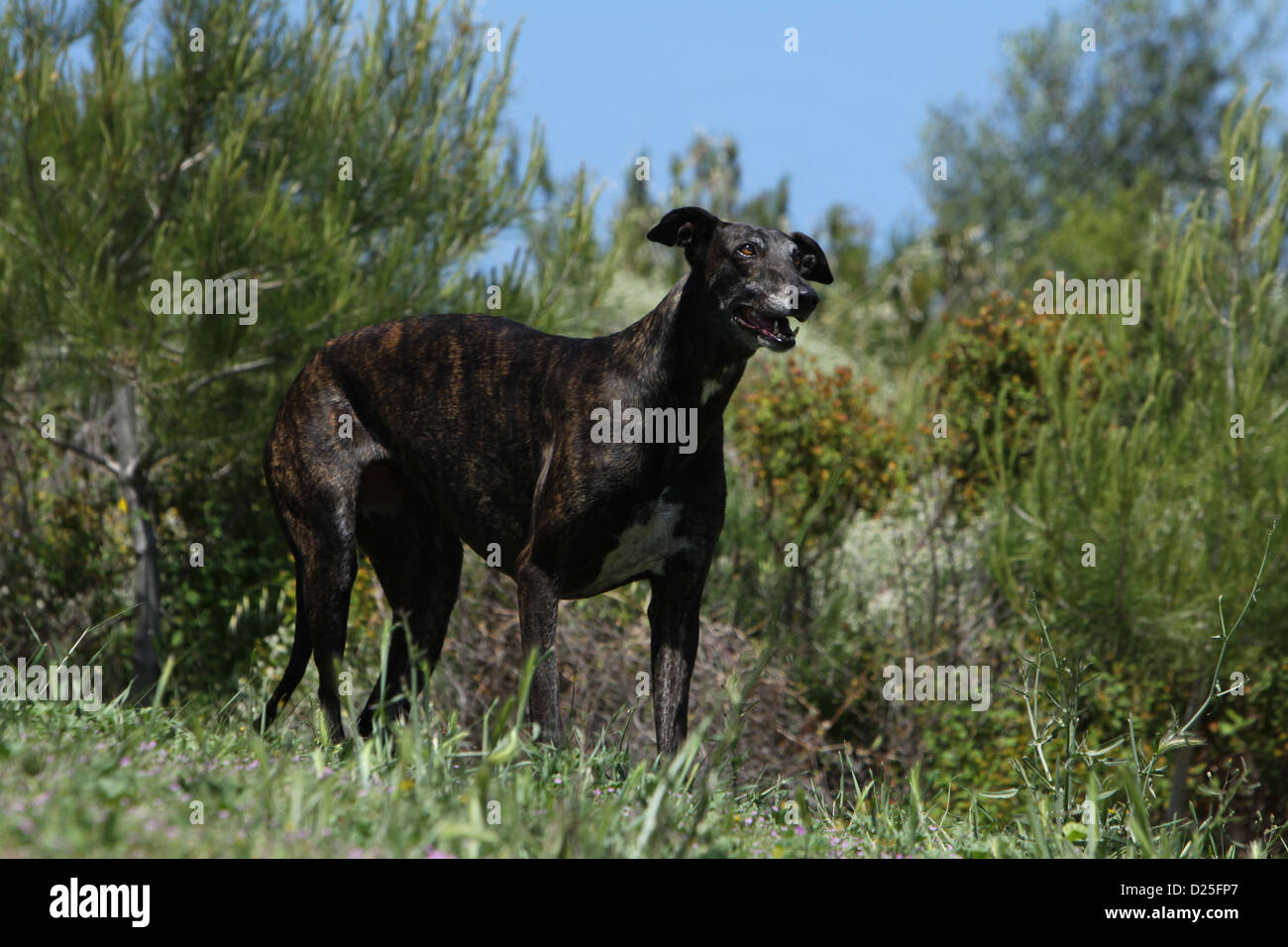Dog English greyhound adult standing in a meadow Stock Photo - Alamy