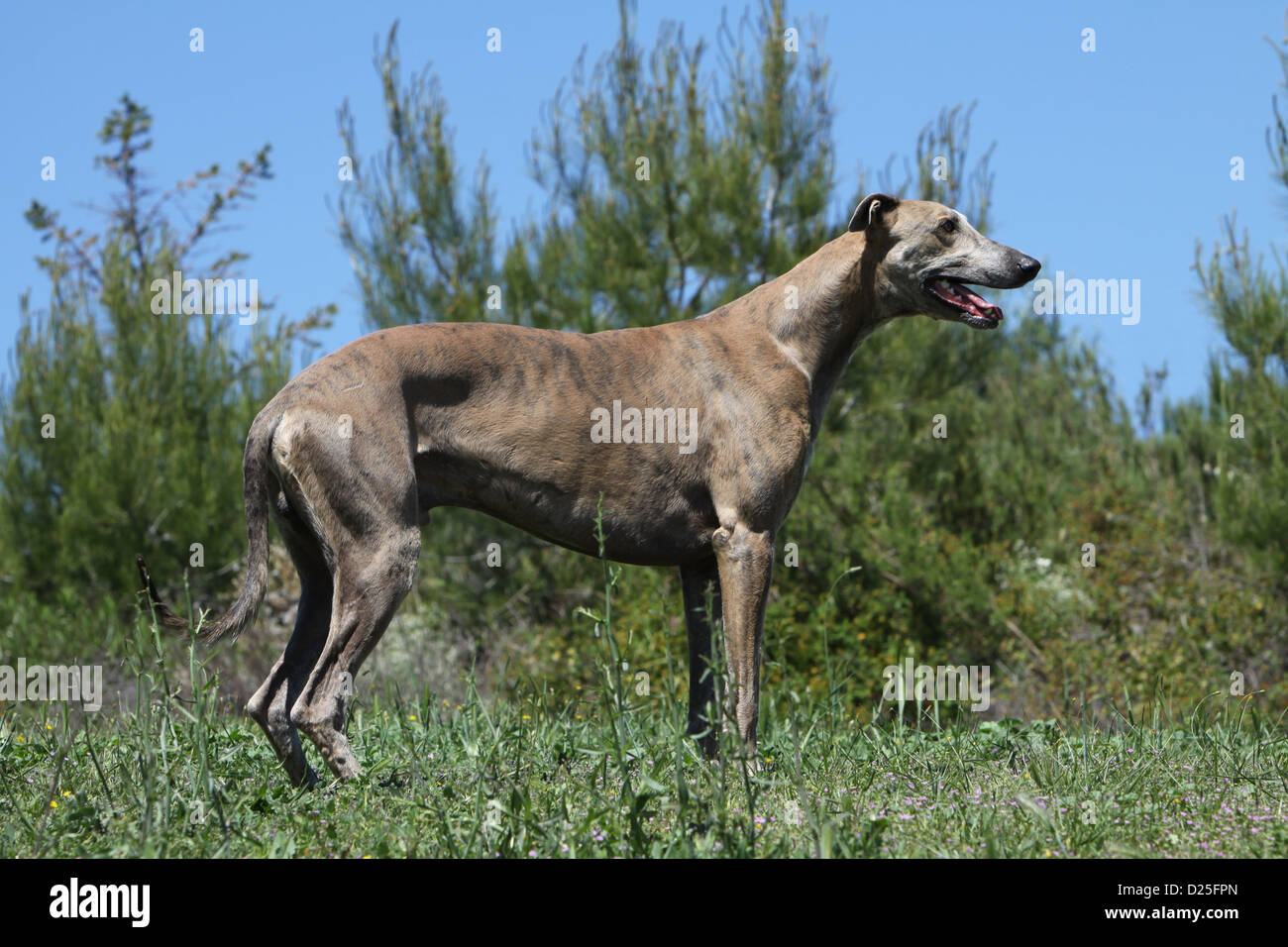 Dog english greyhound adult standard hi-res stock photography and ...