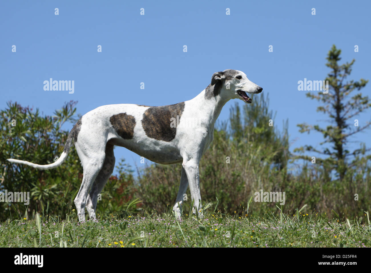 Dog English greyhound adult standard profile Stock Photo - Alamy