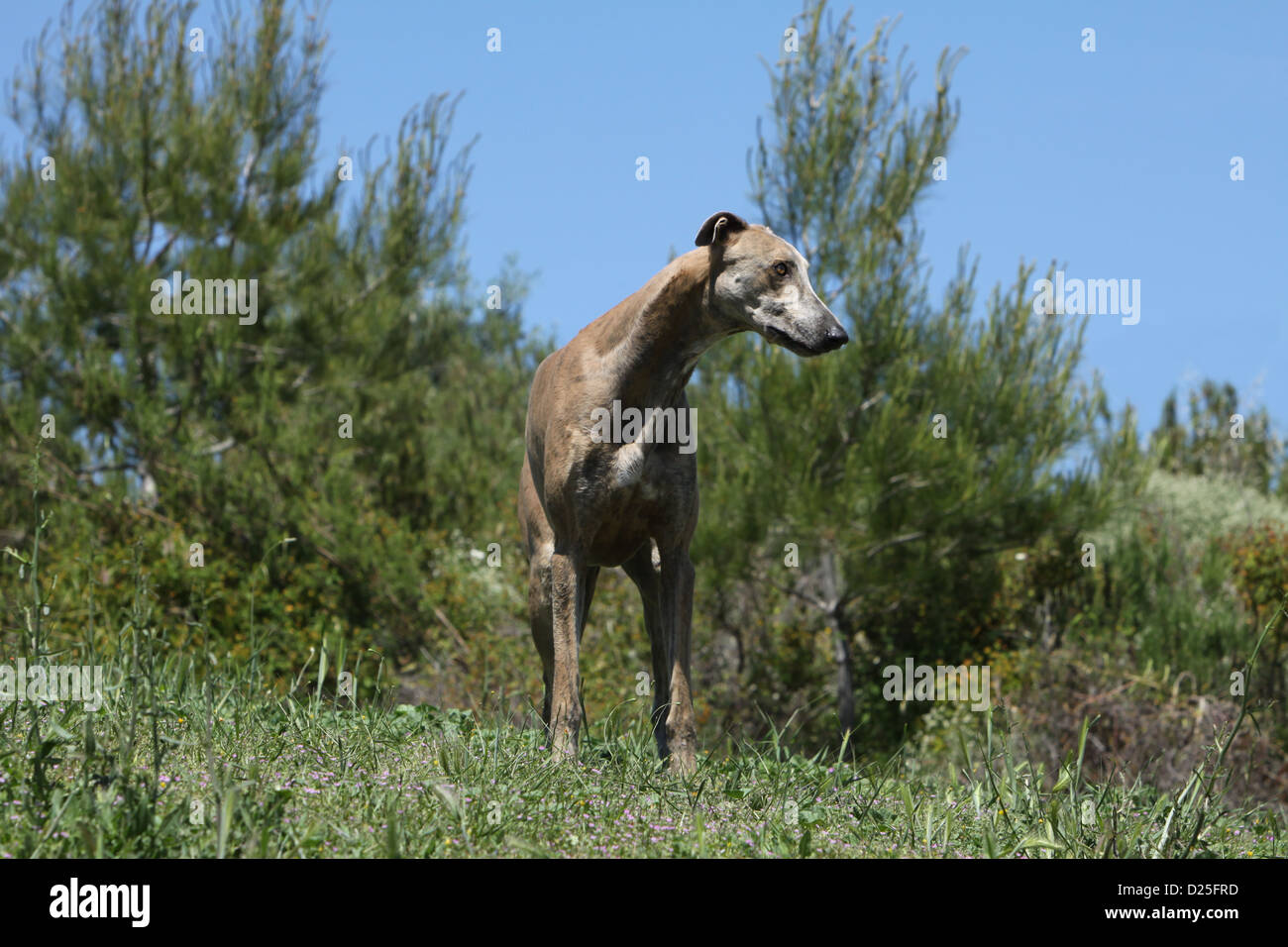 Greyhound Dog Sitting High Resolution Stock Photography and Images - Alamy