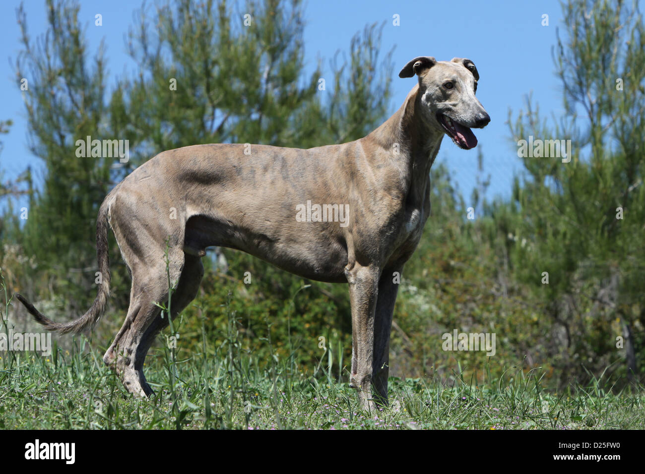 Dog english greyhound adult standard hi-res stock photography and ...