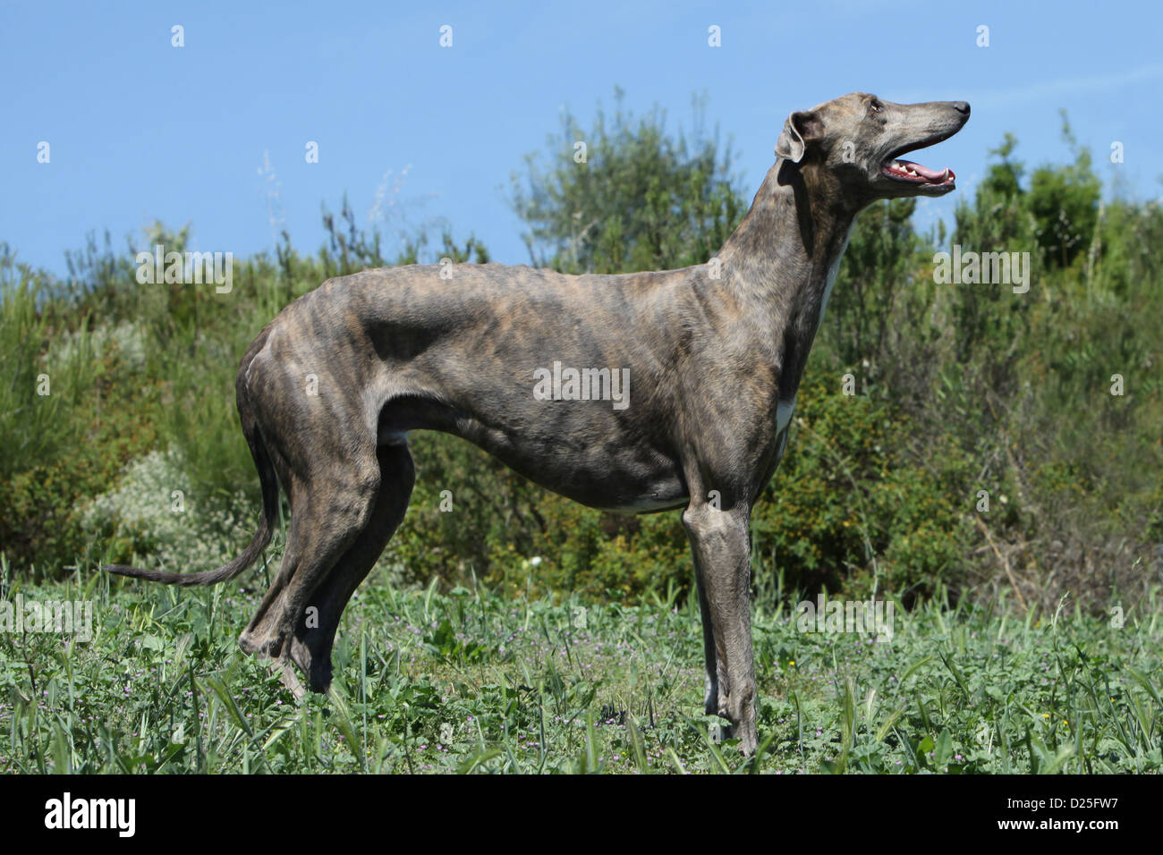 Dog English greyhound adult standard profile Stock Photo - Alamy