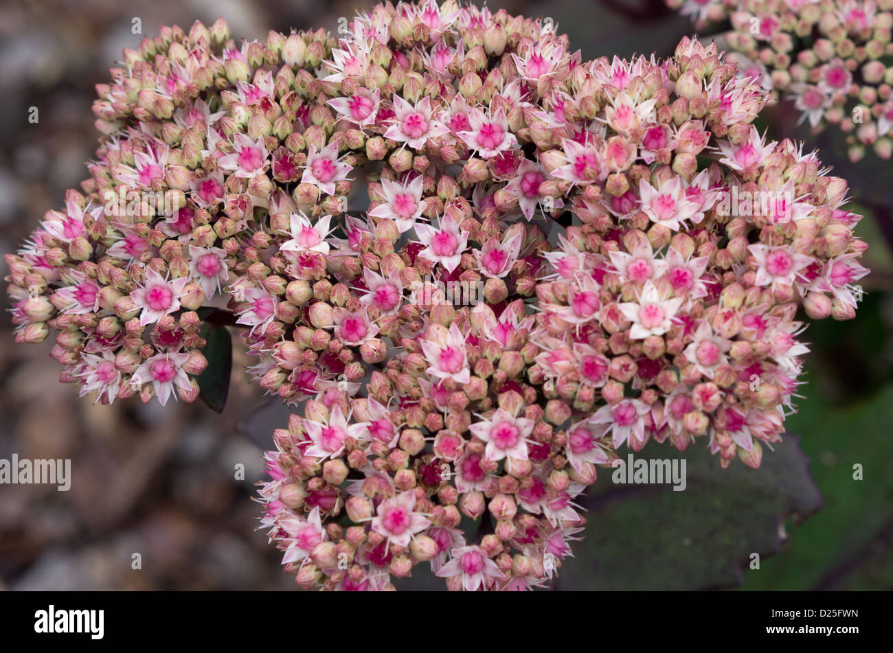 Matrona hi-res stock photography and images - Alamy