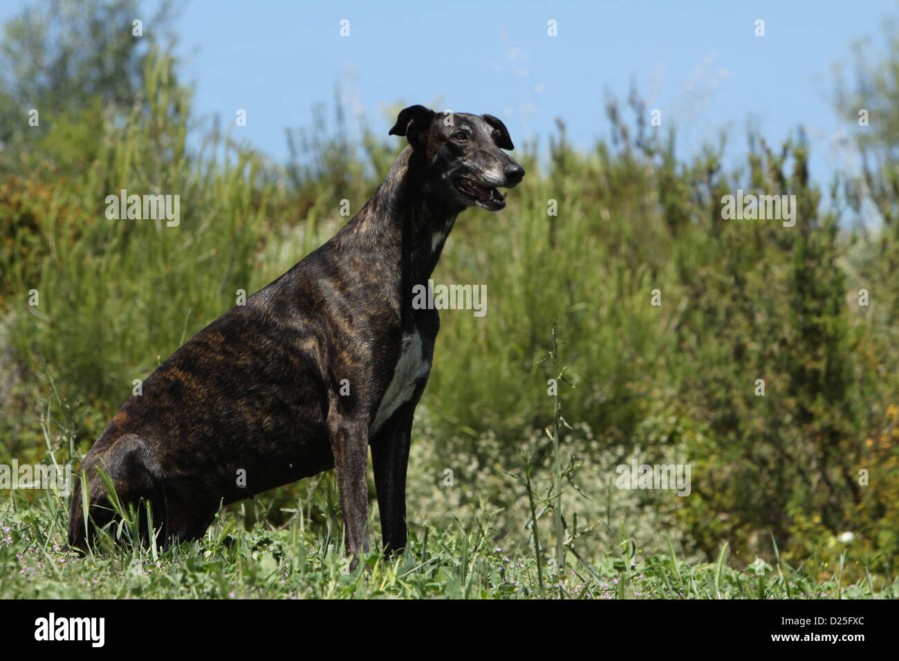 Dog English greyhound adult sitting in a meadow Stock Photo - Alamy